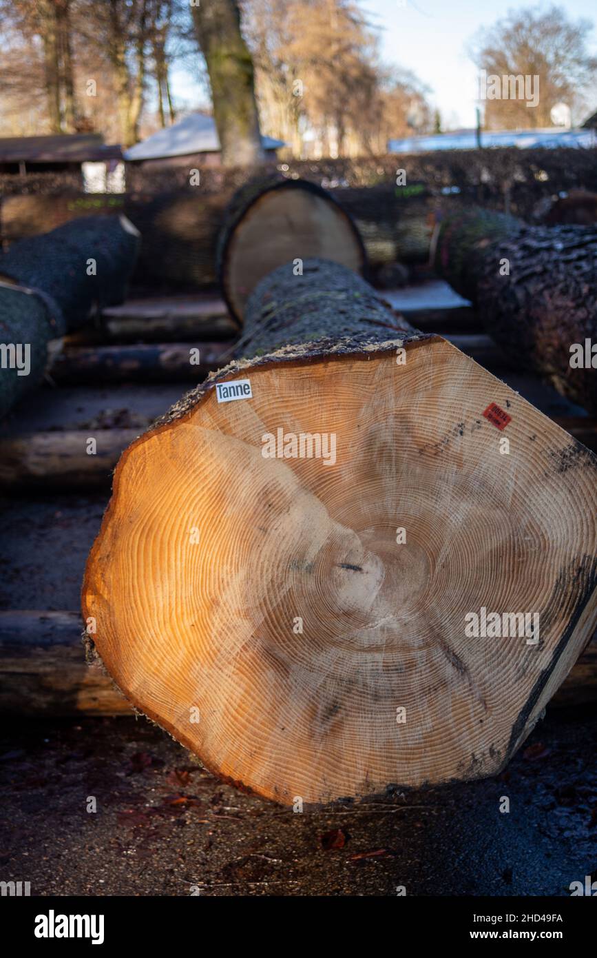 A fir log lies on the ground next to other trees before a wood auction ...
