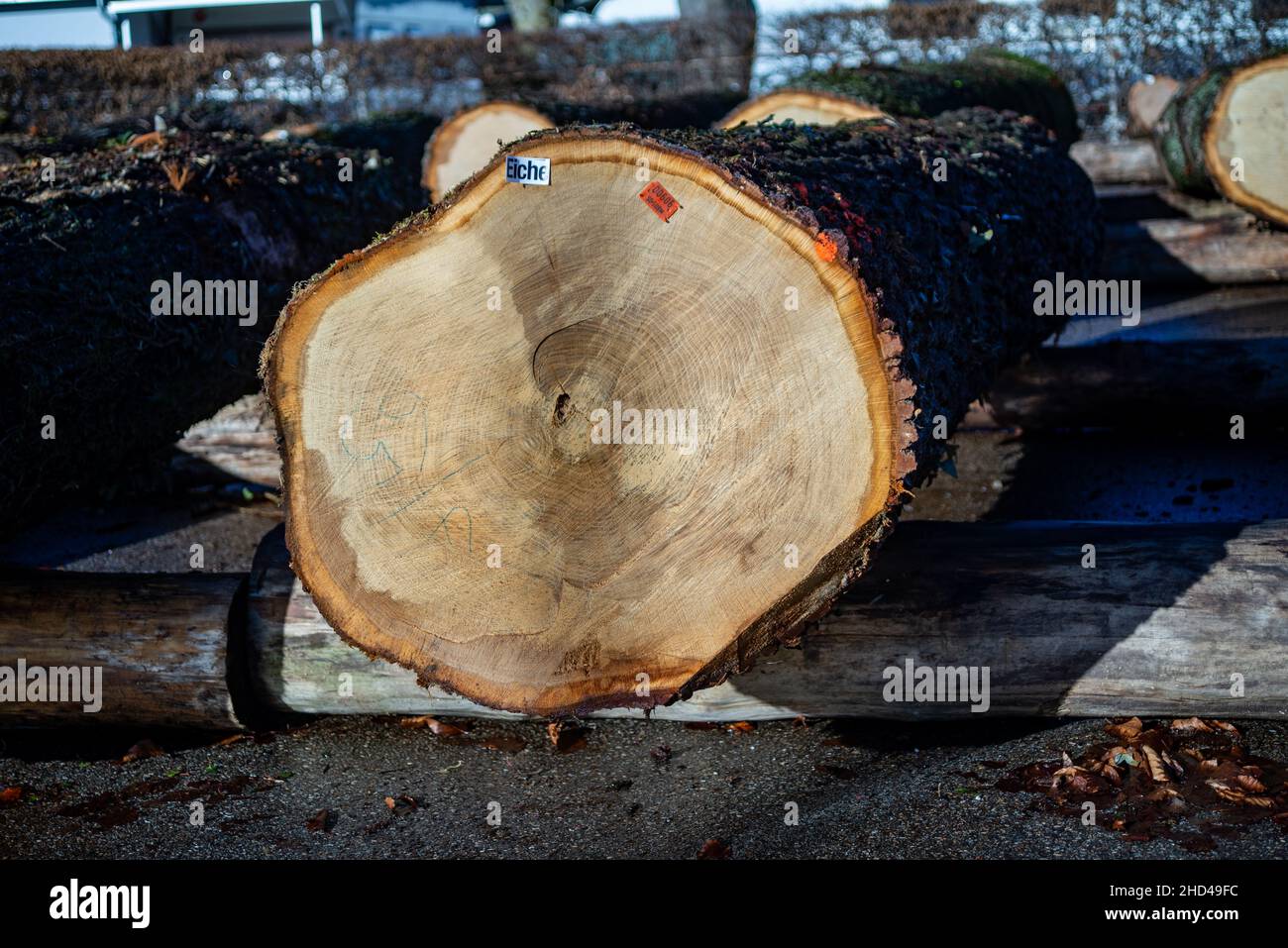 An oak tree log lies on the ground before an auction Stock Photo - Alamy