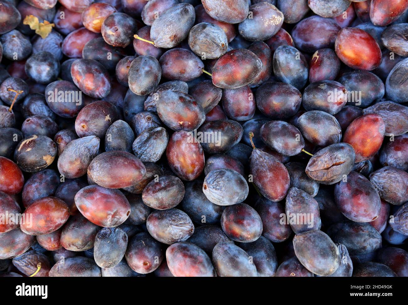 Prumus domestica hi-res stock photography and images - Alamy