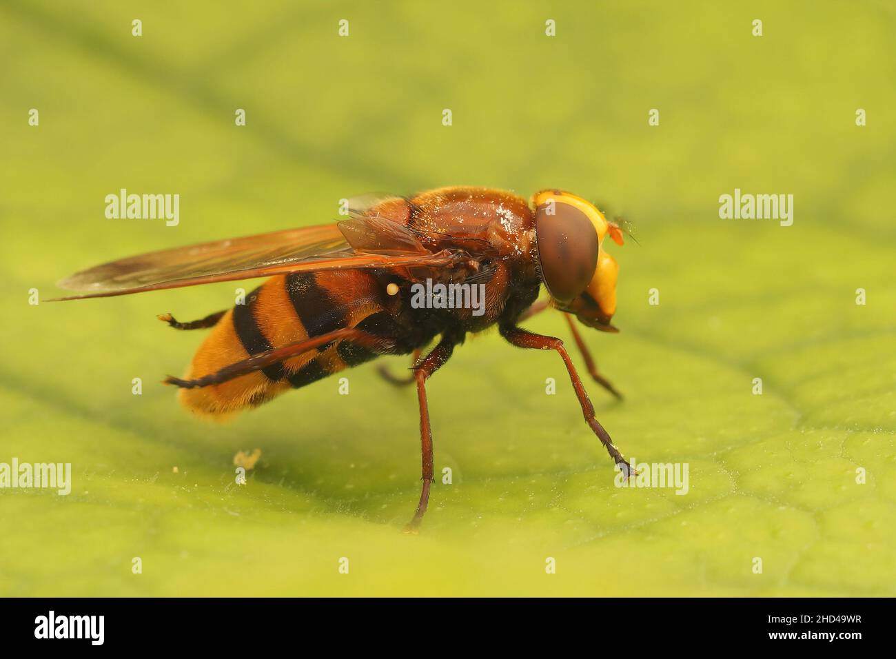 Closeup on a large hornet mimic hoverfly Volucella zonaria, sitting on ...