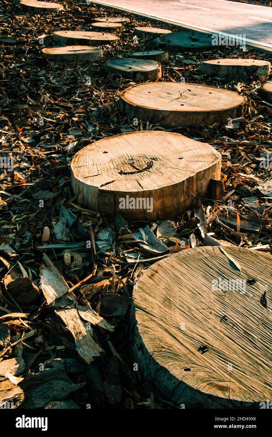 Tree stumps on the ground hi-res stock photography and images - Alamy