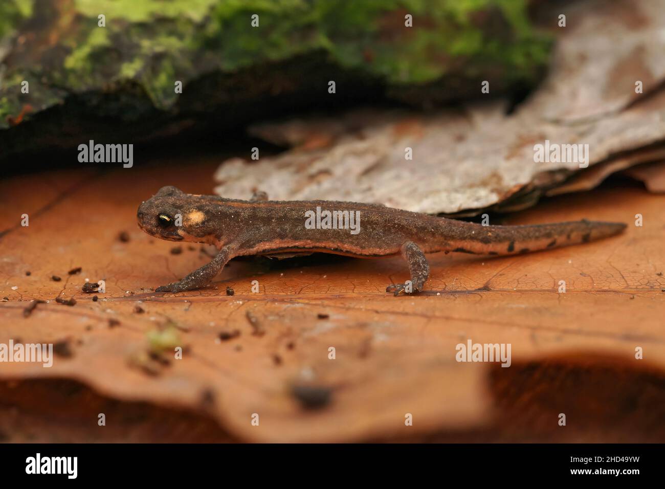 Closeup on a juvenile terrestrial Northern banded newt, Ommatotriton ...