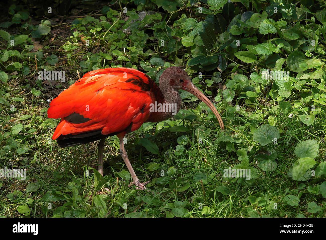 Eudocimes hi-res stock photography and images - Alamy