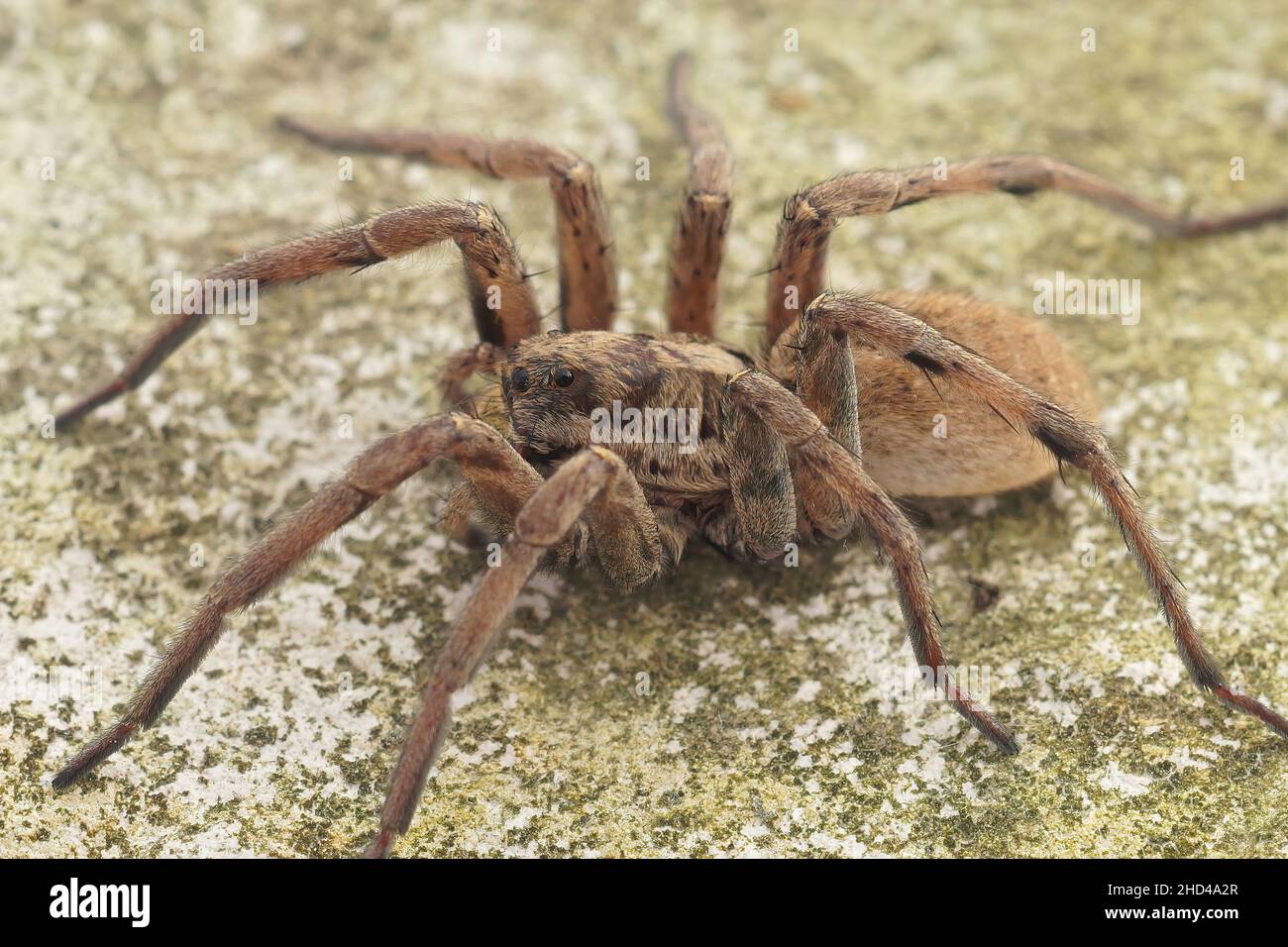 Closeup on one of the largest European wolf spiders, Hogna radiata ...