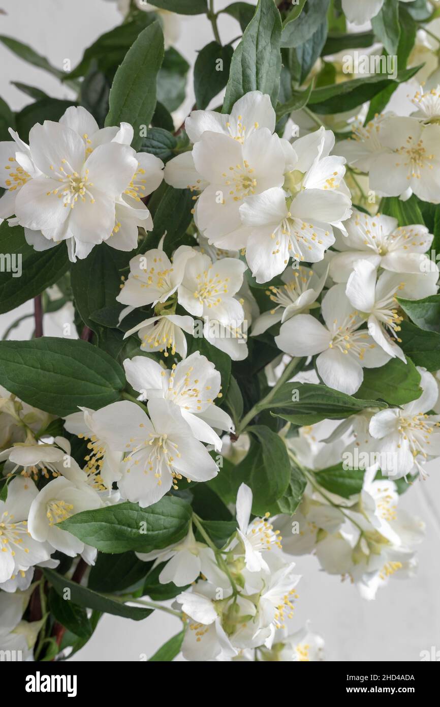 A branch of blooming jasmine with beautiful white flowers on a light ...