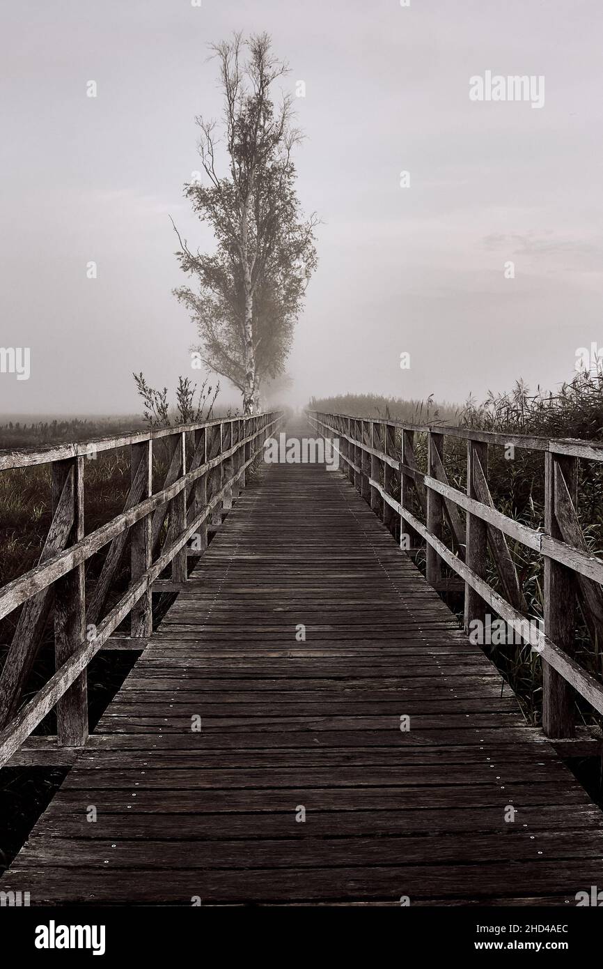 Federseesteg wooden boardwalk in nature reserve and Unesco world ...