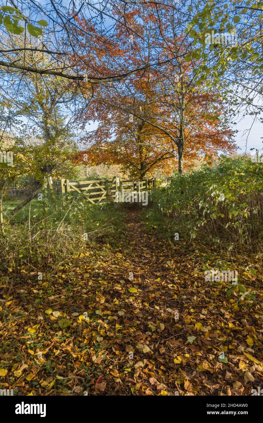 Autumn leaves covering a footpath leading to Kissing Gate, Woolhope ...