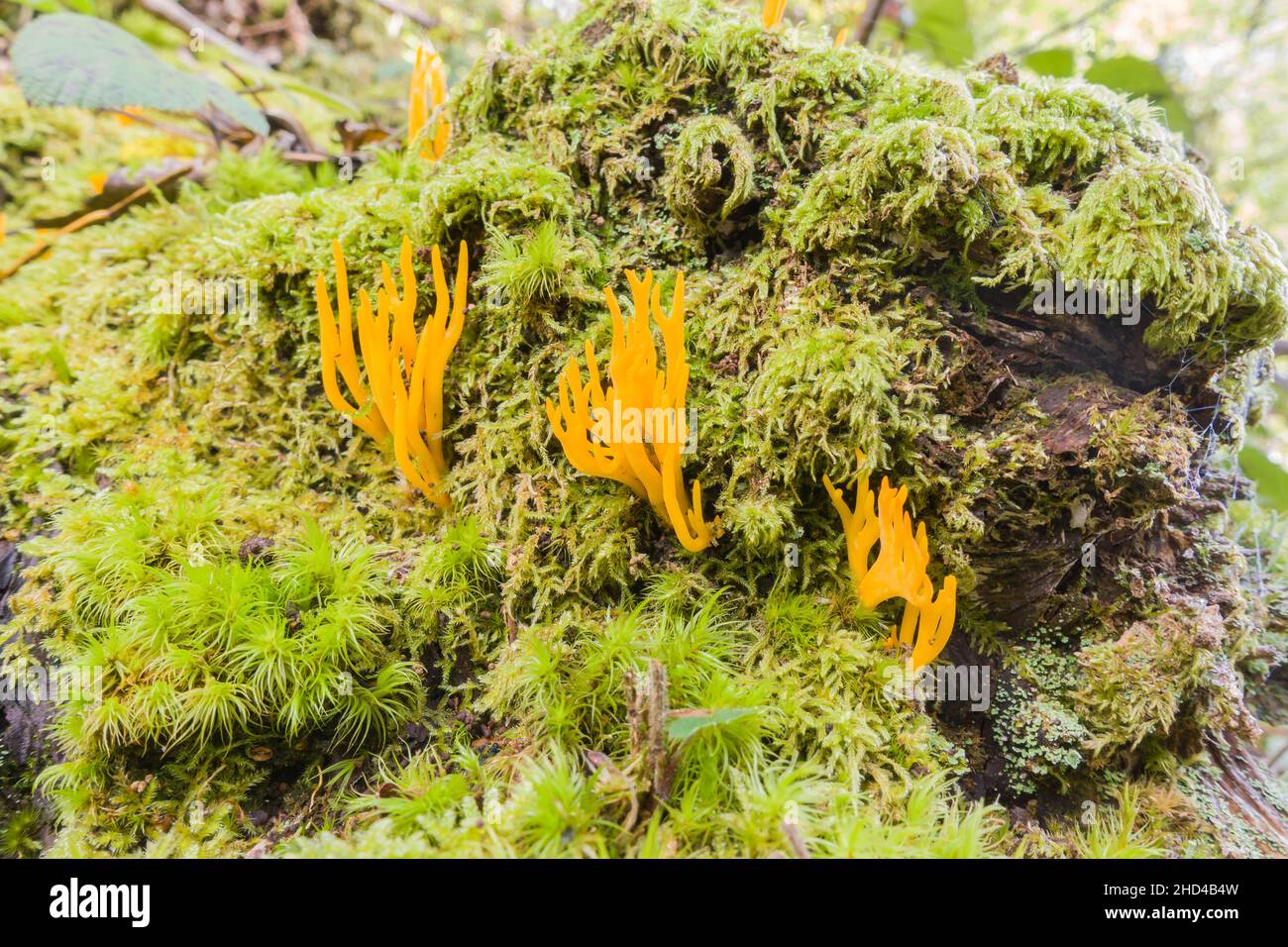 Antler fungi hi-res stock photography and images - Alamy