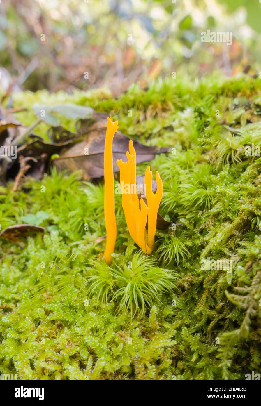Antler fungi hi-res stock photography and images - Alamy
