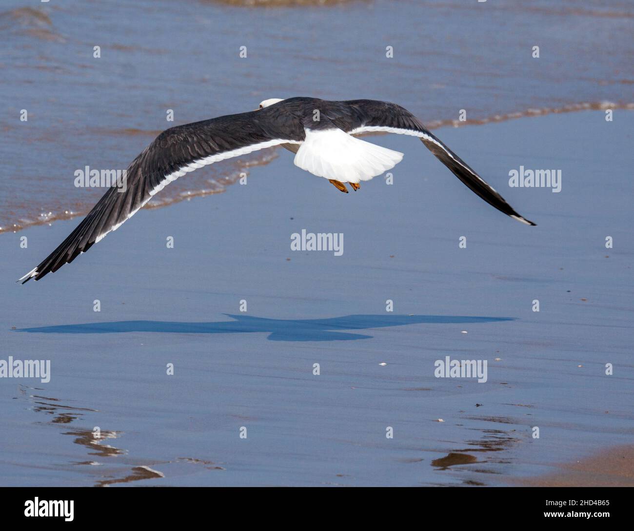 Great black-backed gull in flight Stock Photo - Alamy