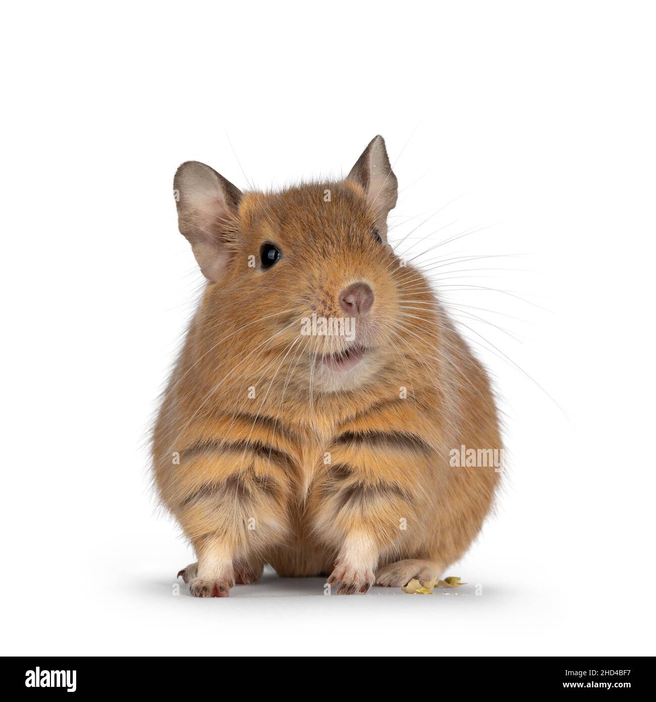 Cute orange sand Degu rodent pet, standing facing front. Looking ...