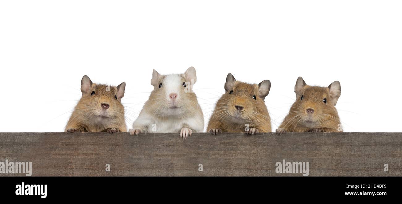 Row of 4 Degu rodents, looking over wooden edge. All looking towards ...