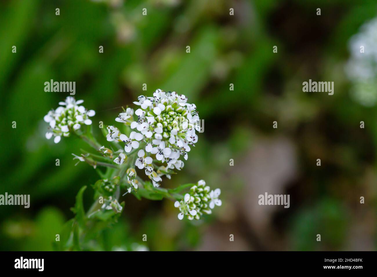 Lepidium virginicum or virginia pepperweed plant blooming white flowers ...