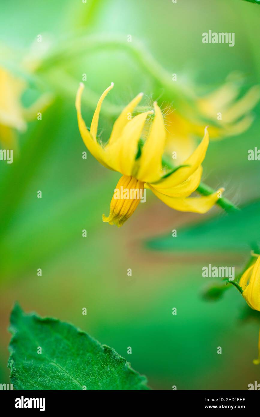 Flowers of tomato ready for pollination. close up, macro tomato flowers ...