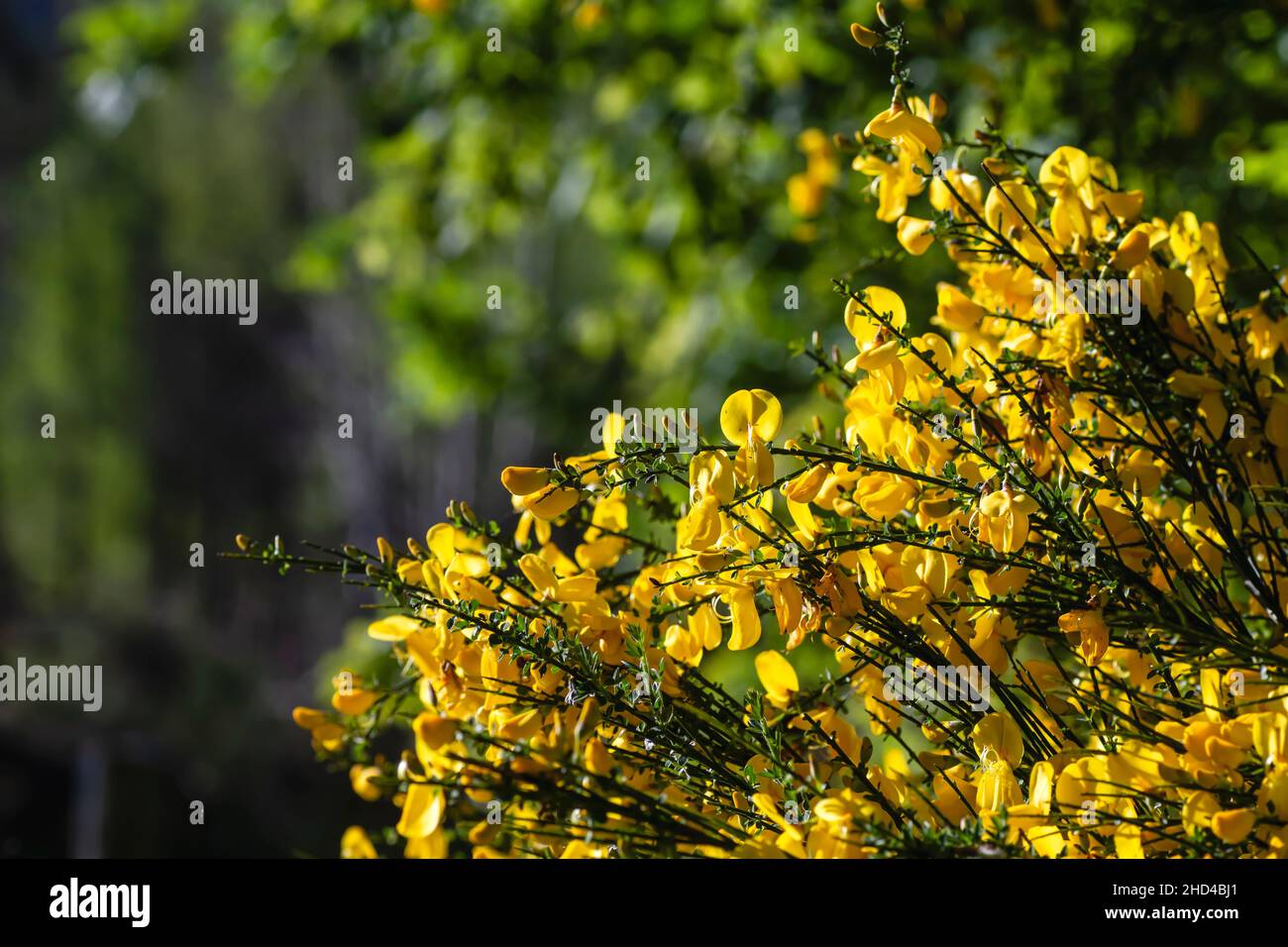 Common broom tree cytisus scoparius hi-res stock photography and images ...