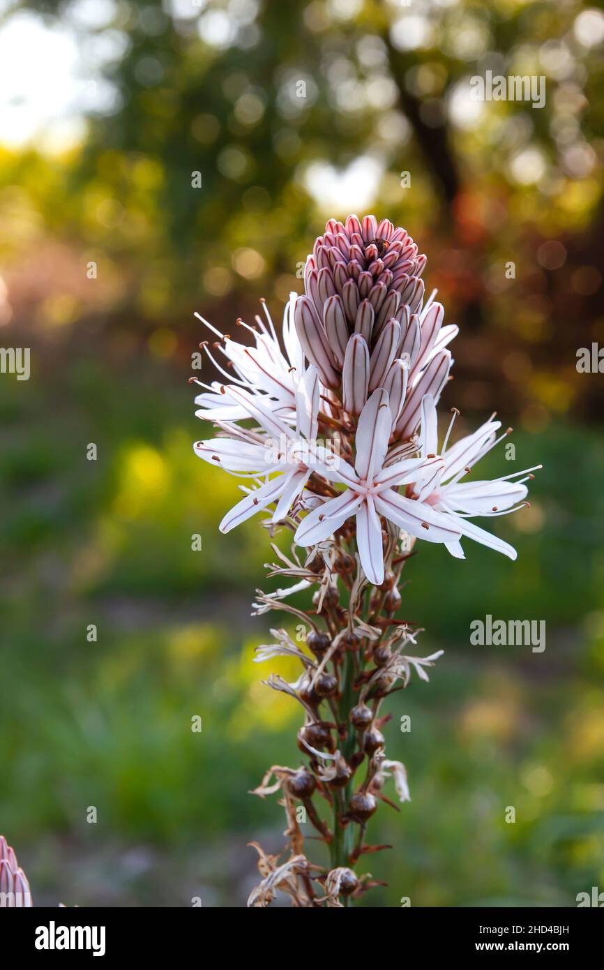 Asphodelus aestivus hi-res stock photography and images - Alamy