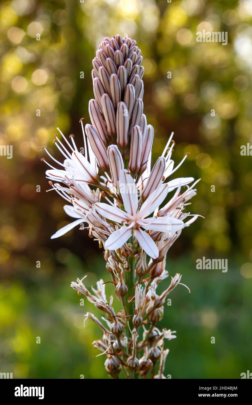 White asphodels hi-res stock photography and images - Alamy