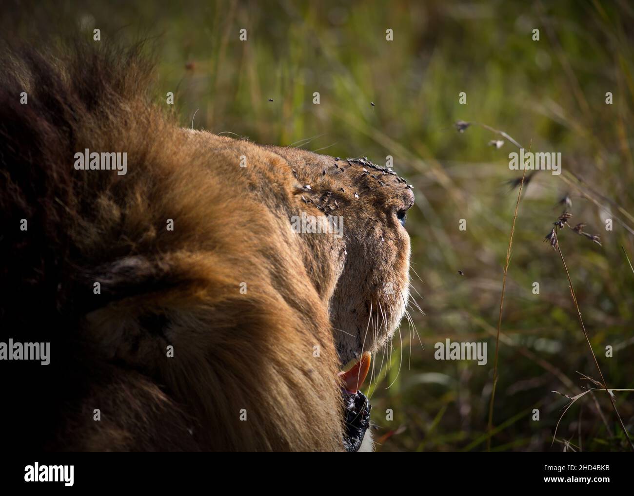 Closeup shot lion on hi-res stock photography and images - Alamy