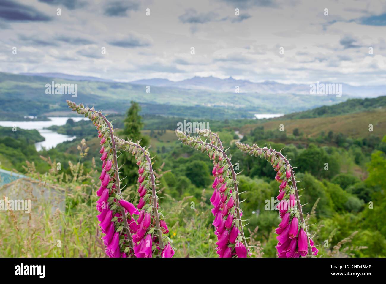 Digitalis purpurea in nature hi-res stock photography and images - Alamy