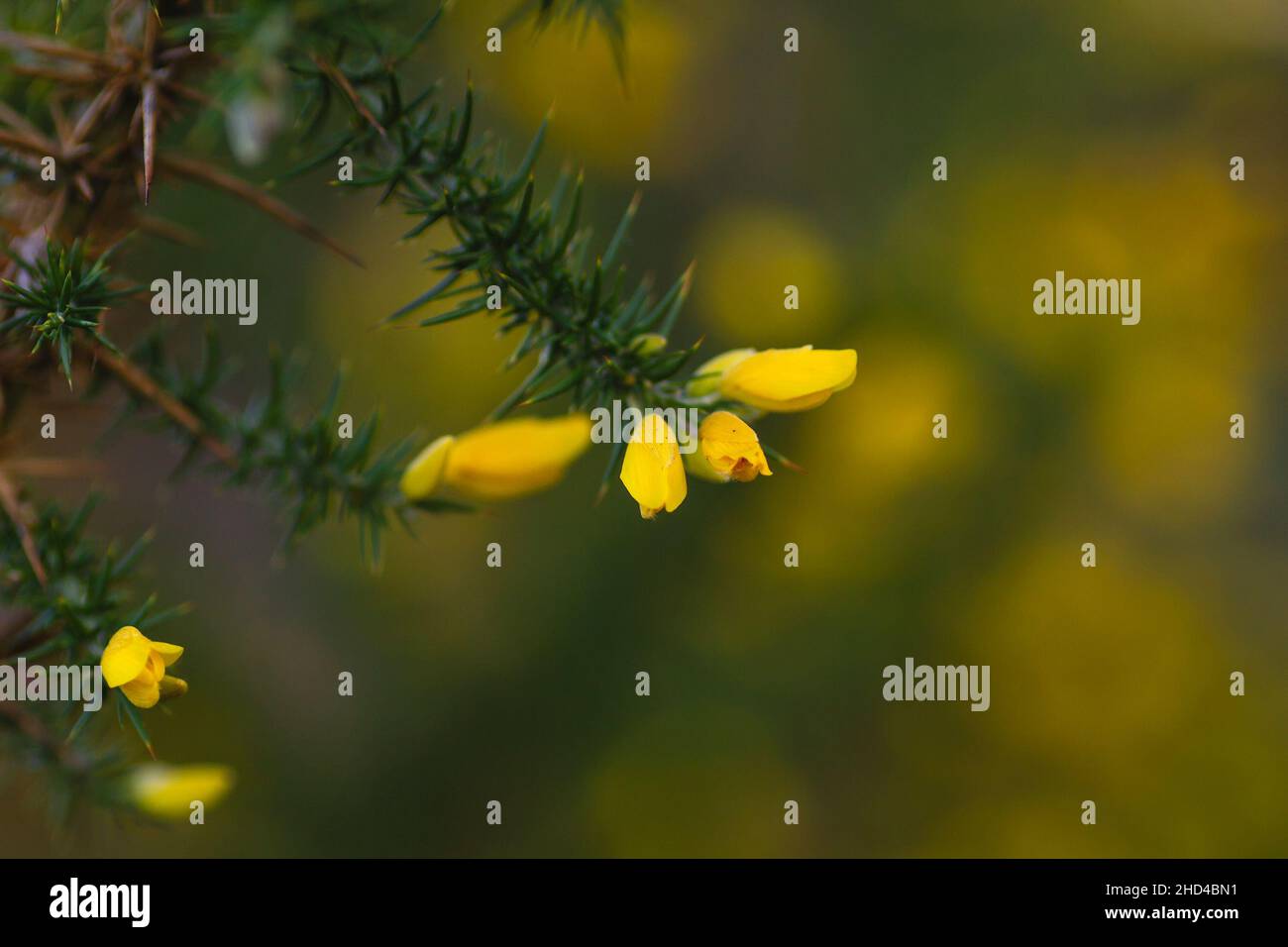 Detail of ulex europeaus or common gorse yellow flowers Stock Photo - Alamy