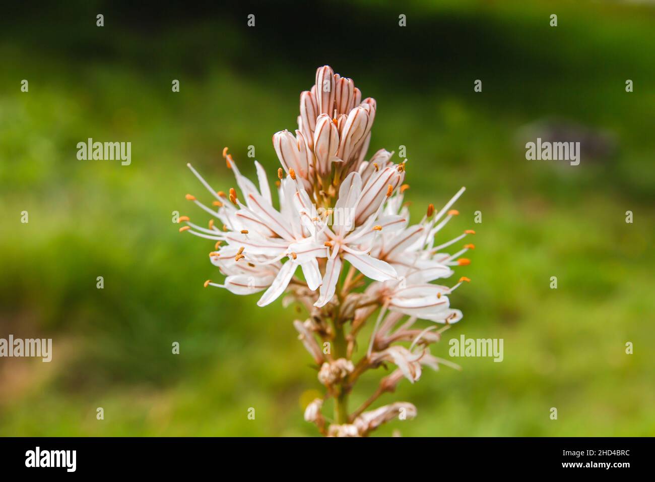 Flora mythology hi-res stock photography and images - Alamy