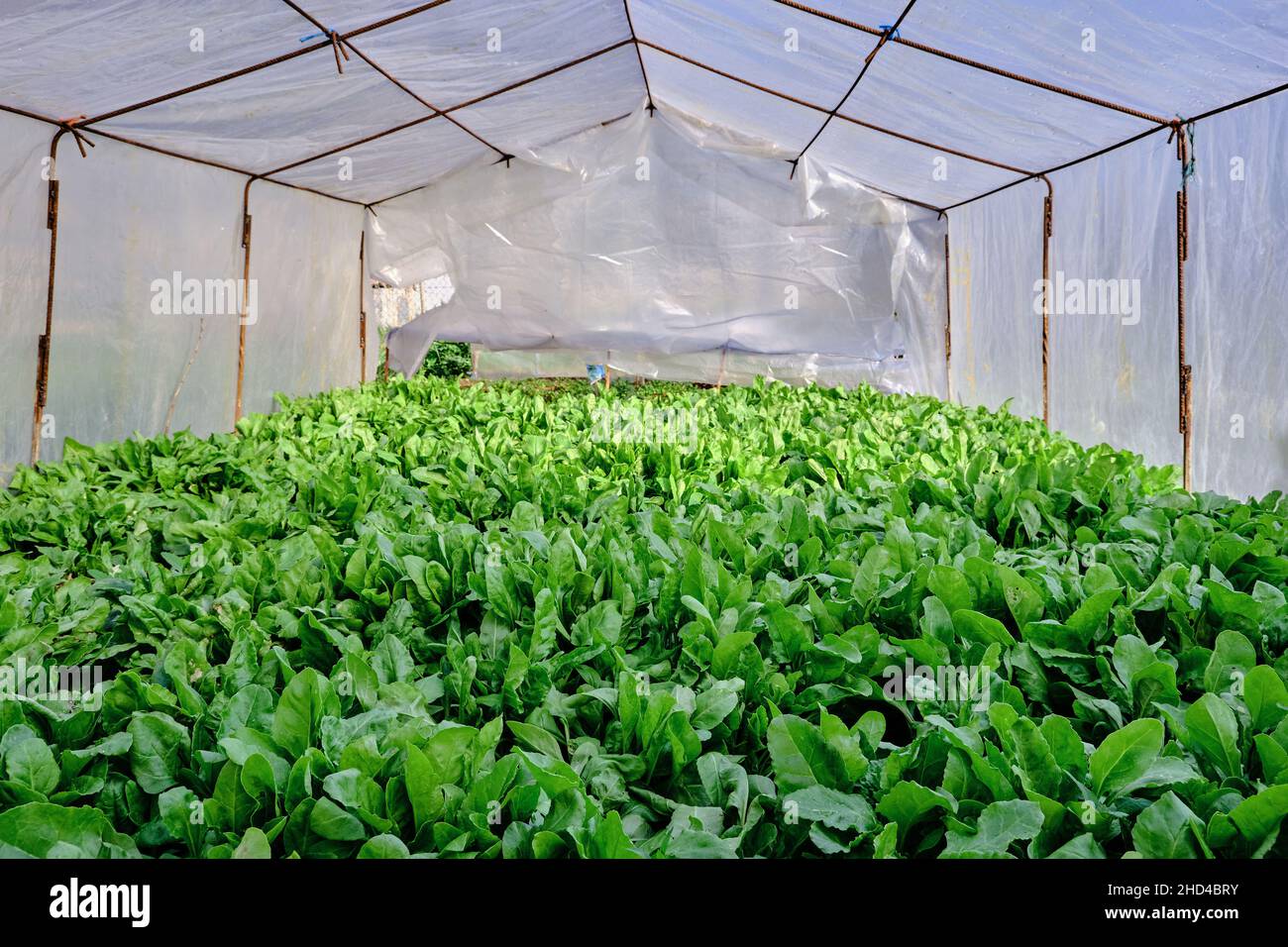 Plastic greenhouse growing vegetables hi-res stock photography and ...