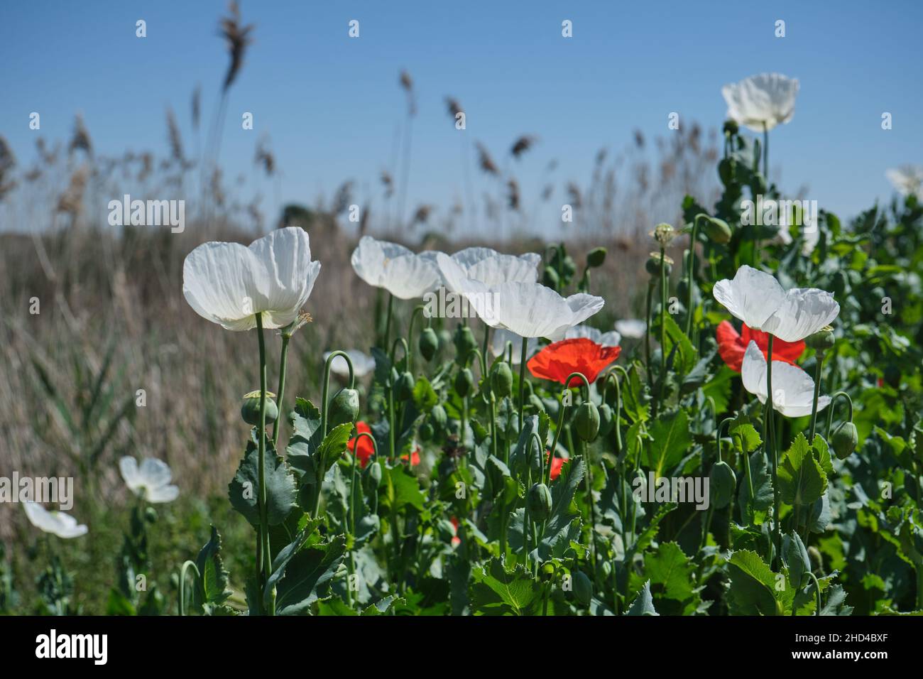 Papaver somniferum known as opium poppy white flower blooming in springtime Stock Photo - Alamy