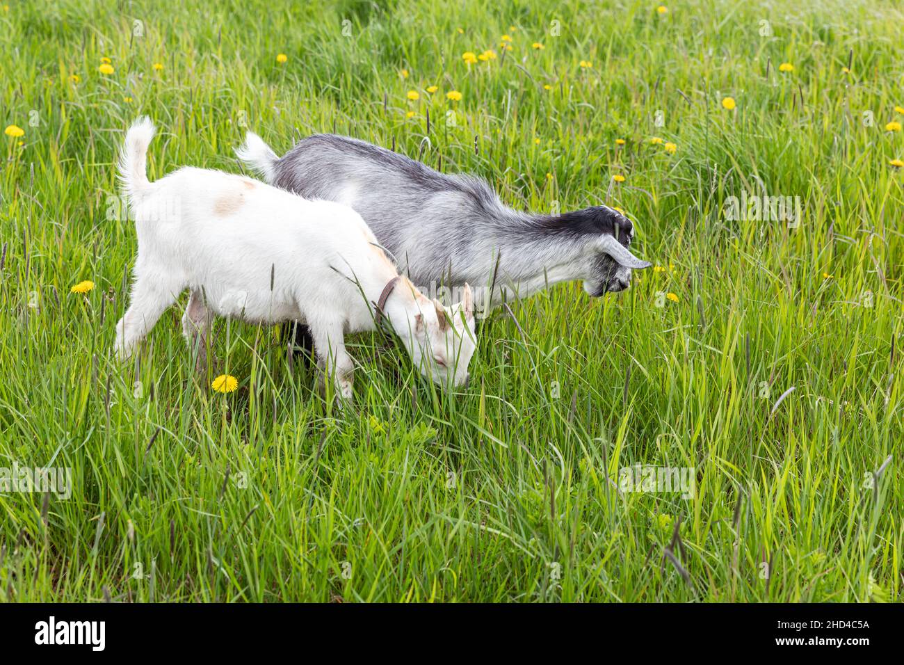 Cute free range goatling on organic natural eco animal farm freely ...