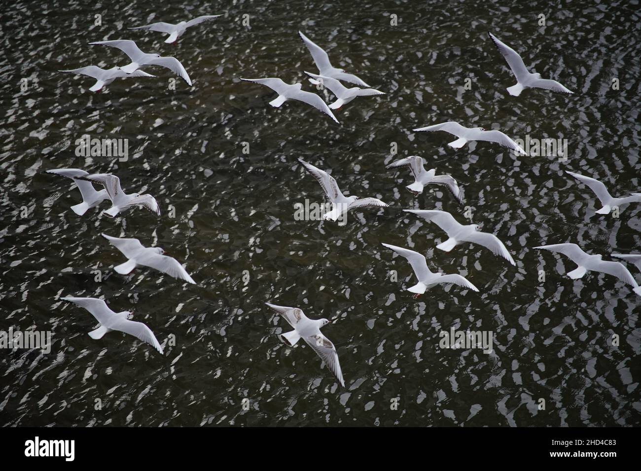 Flock of the seagulls flying above the water surface Stock Photo - Alamy