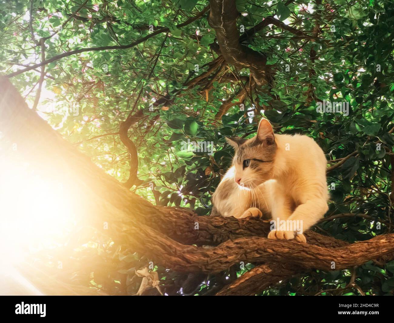 White cat on the leafy tree in the afternoon sun Stock Photo - Alamy