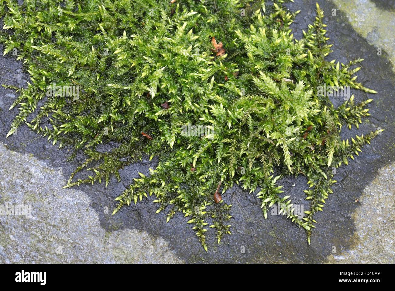 Rough stalked feather moss hi-res stock photography and images - Alamy