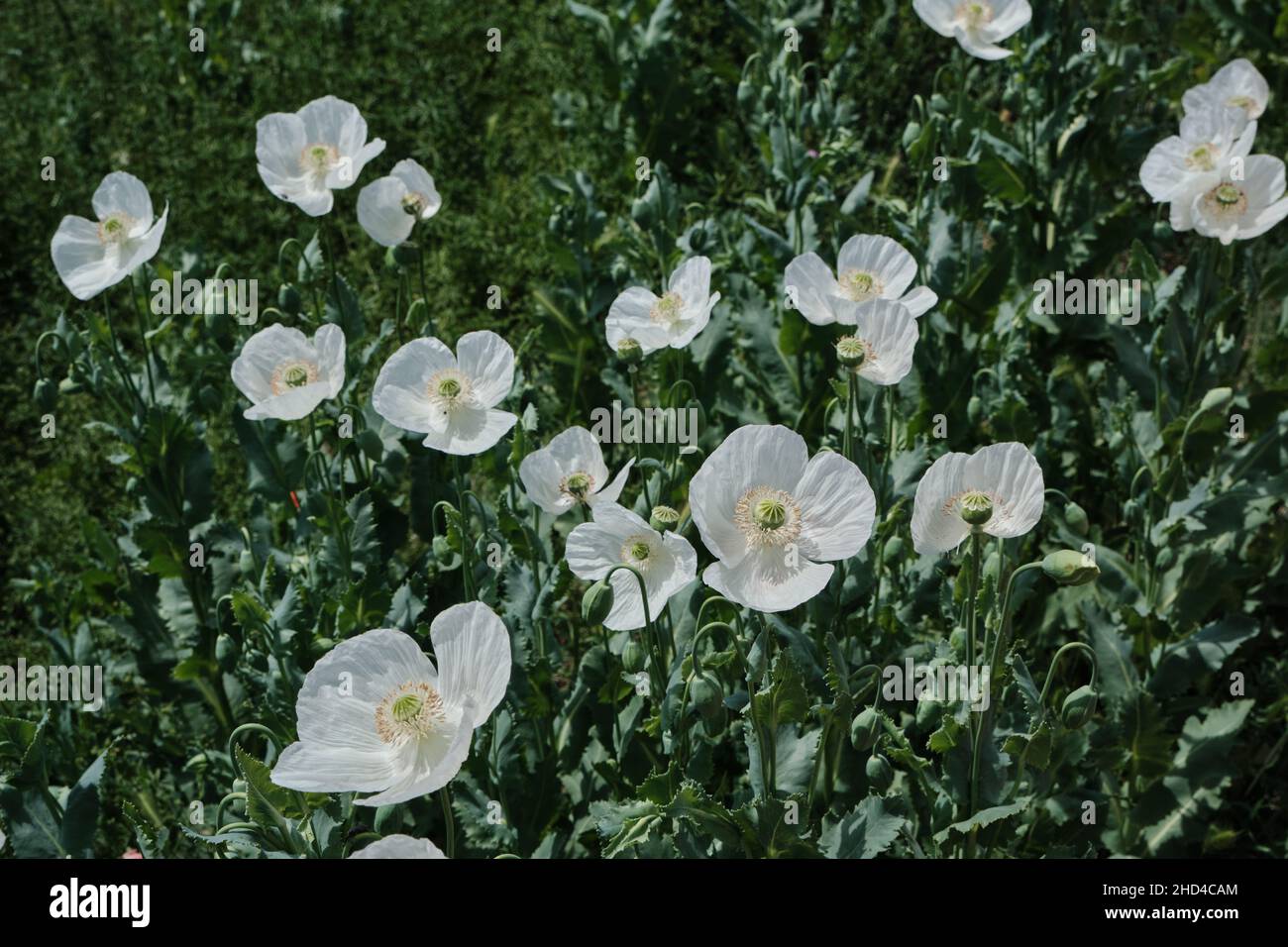 Papaver somniferum known as opium poppy white flowers blooming in ...