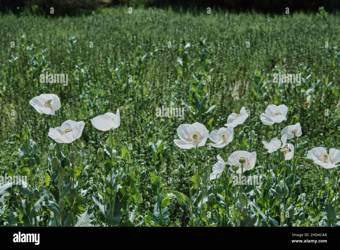 Papaver somniferum known as opium poppy white flowers blooming in ...