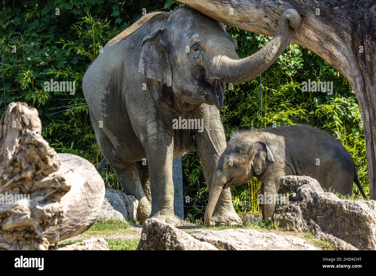 The Asian elephant, Elephas maximus also called Asiatic elephant, is ...