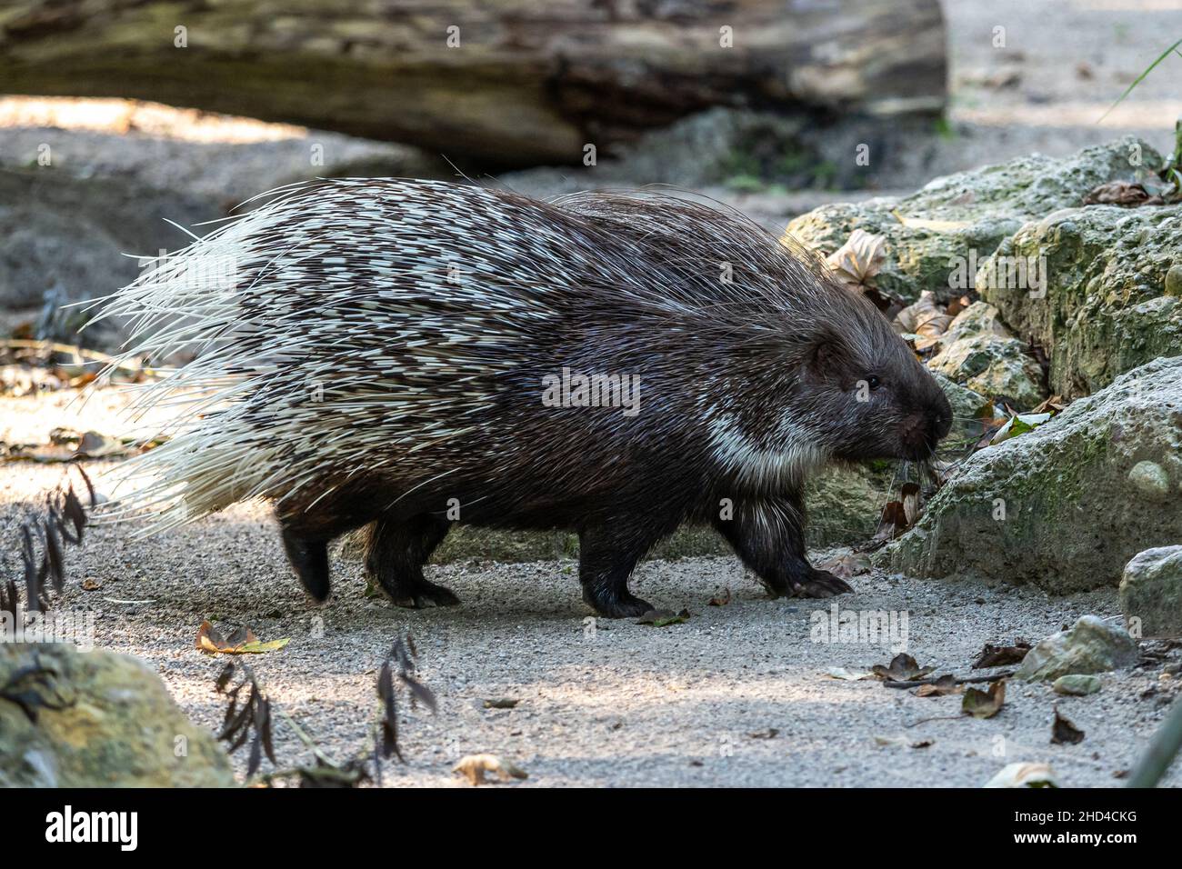 The Indian crested Porcupine, Hystrix indica or Indian porcupine, is a ...