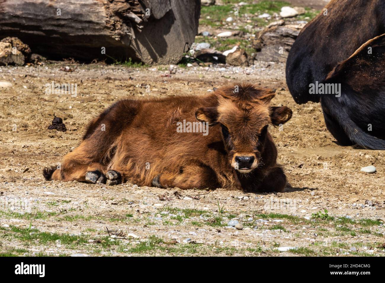 Heck cattle, Bos primigenius taurus, claimed to resemble the extinct ...