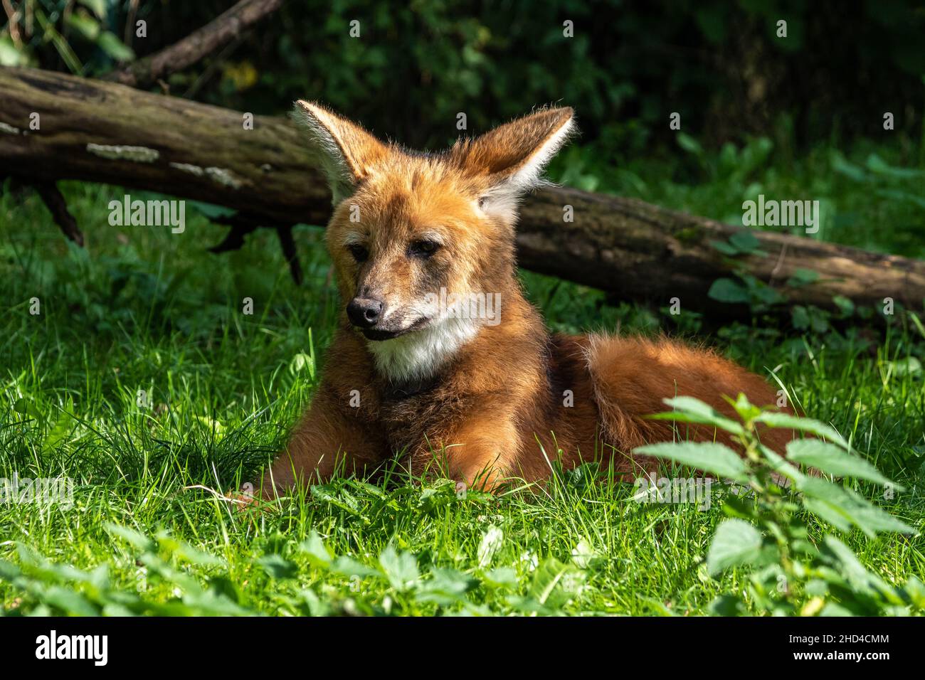 The Maned Wolf, Chrysocyon brachyurus is the largest canid of South America. This mammal lives ...