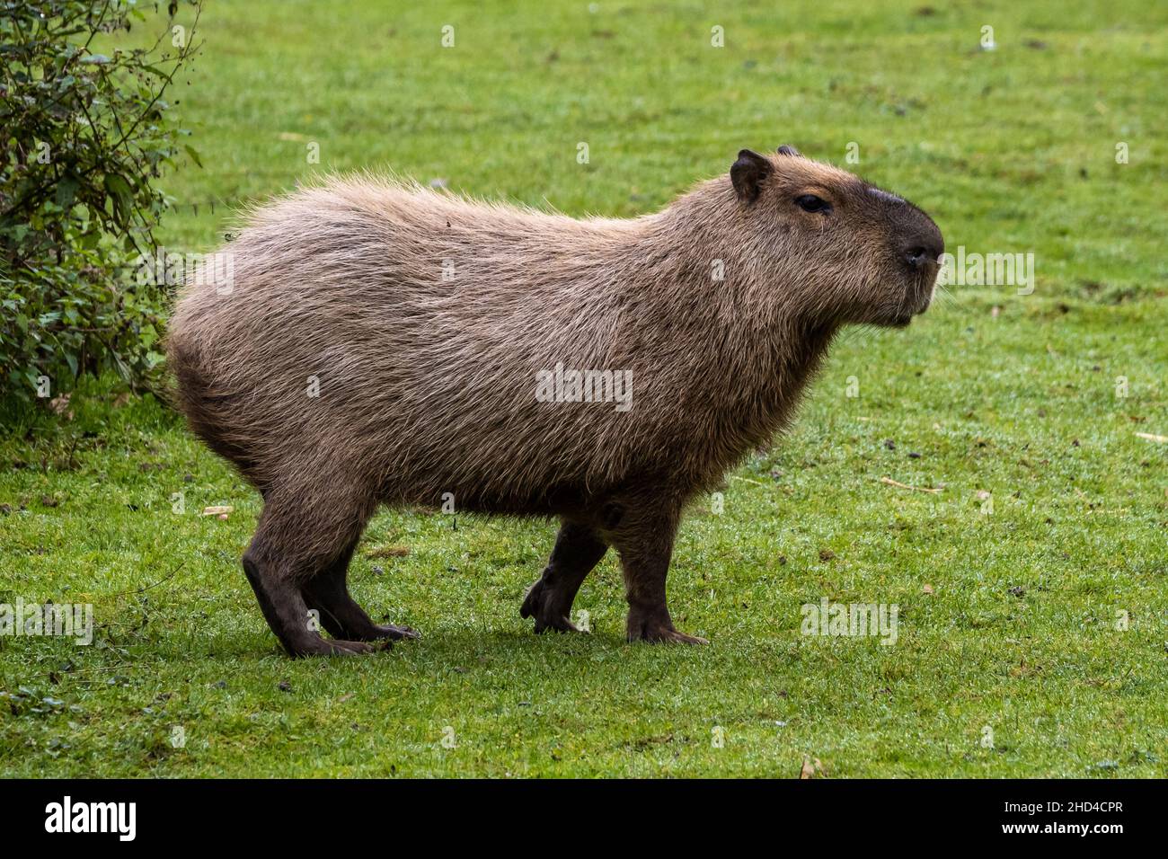 The capybara, Hydrochoerus hydrochaeris is a mammal native to South ...