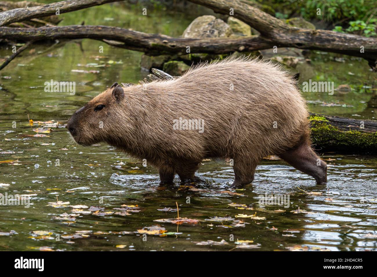 The capybara, Hydrochoerus hydrochaeris is a mammal native to South ...