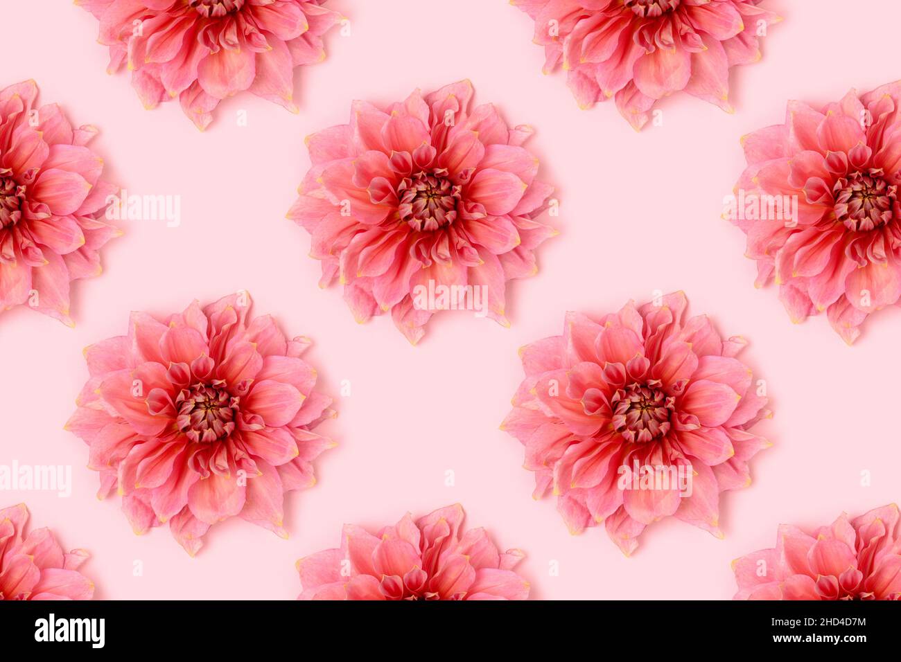 Repetitive pattern made of dahlia flowers head on a pink pastel ...