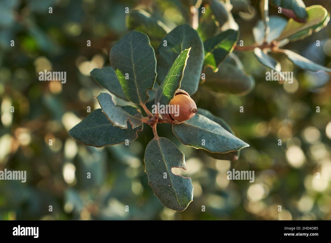 Quercus ilex garden hi-res stock photography and images - Alamy