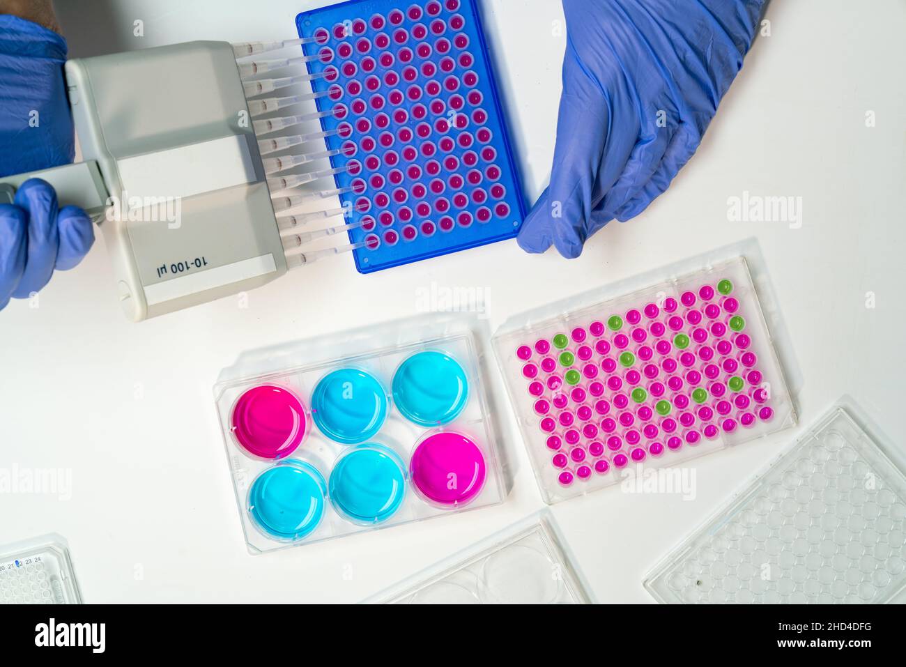 DNA samples are loaded to 96-well plate for PCR analysis Stock Photo ...