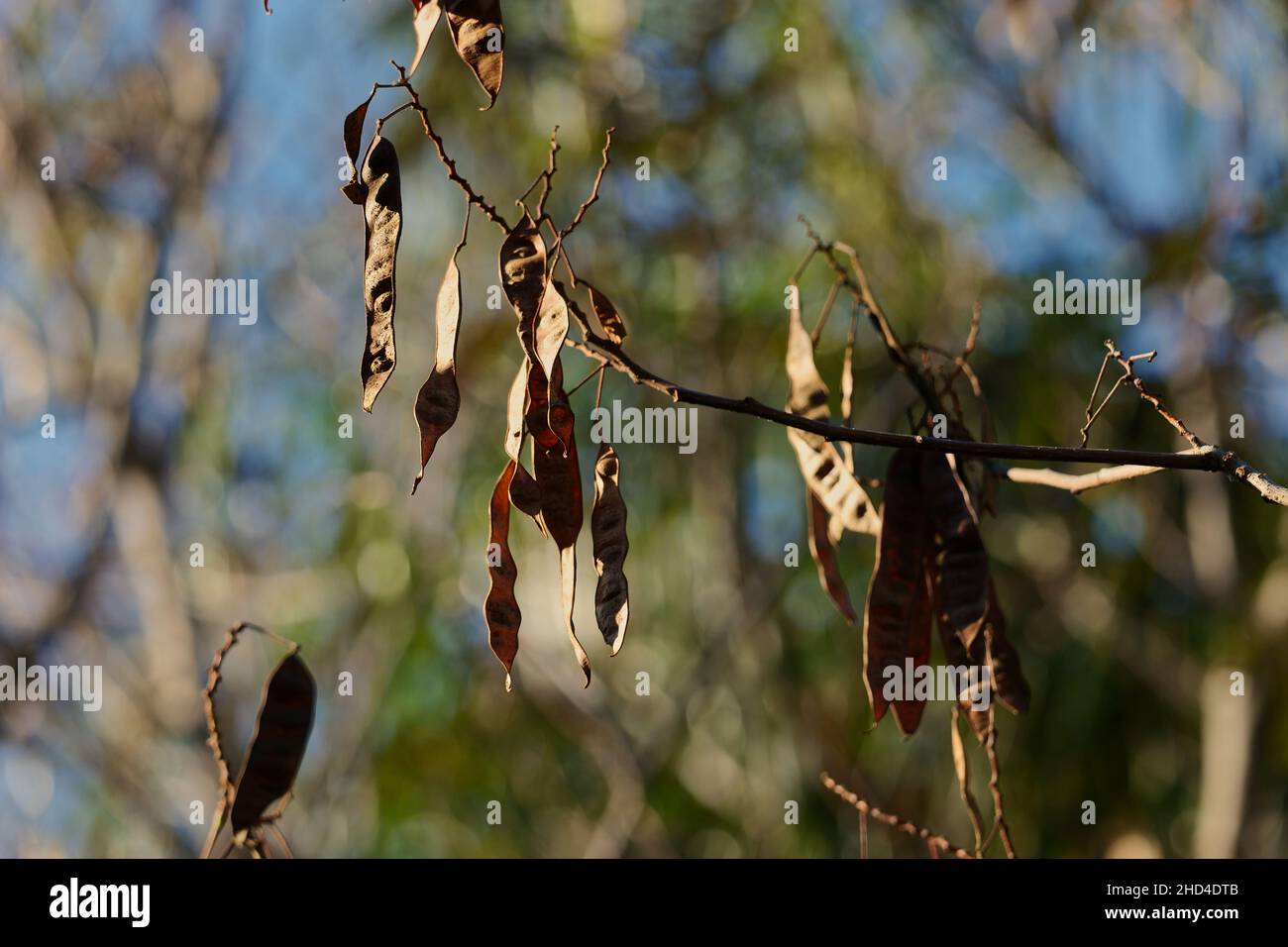 Black locust tree hi-res stock photography and images - Alamy