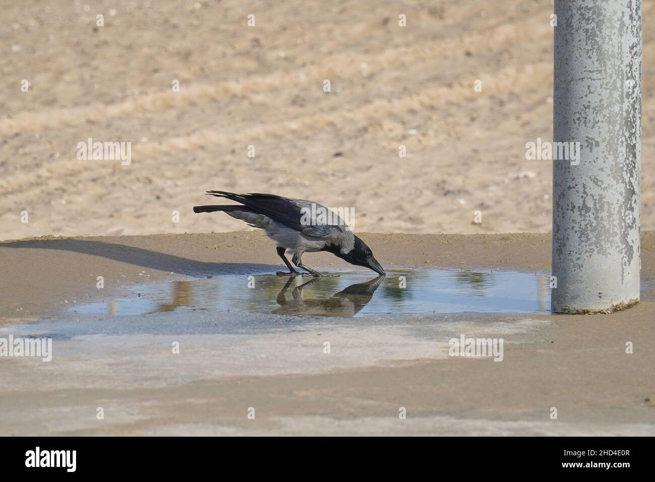 Crow drinking water hi-res stock photography and images - Alamy