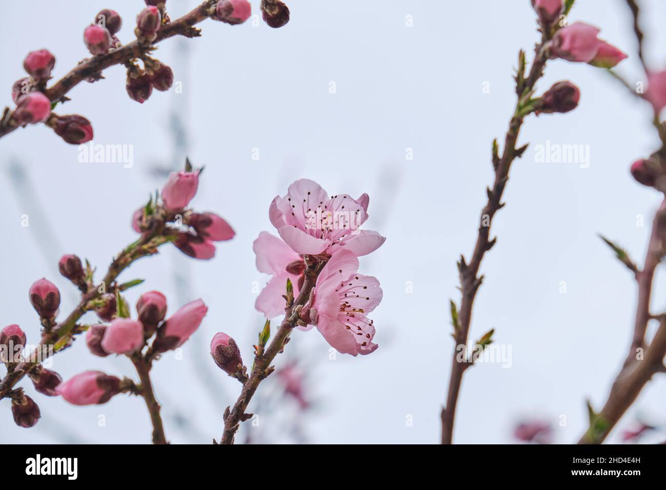 Detail of prunus persica pink flowers blossom in spring Stock Photo - Alamy