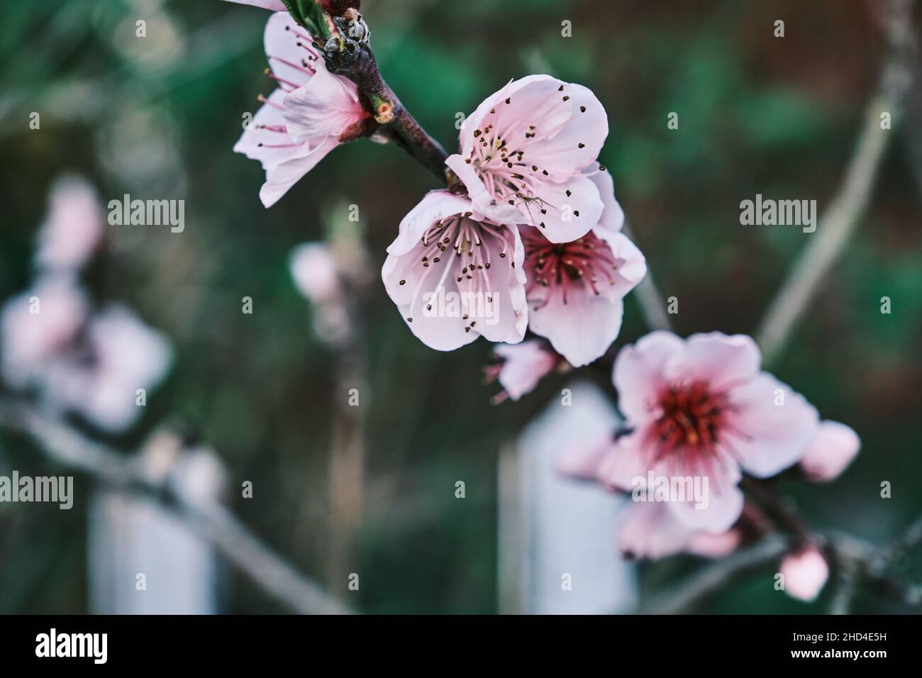 Detail of prunus persica pink flowers blossom in spring Stock Photo - Alamy
