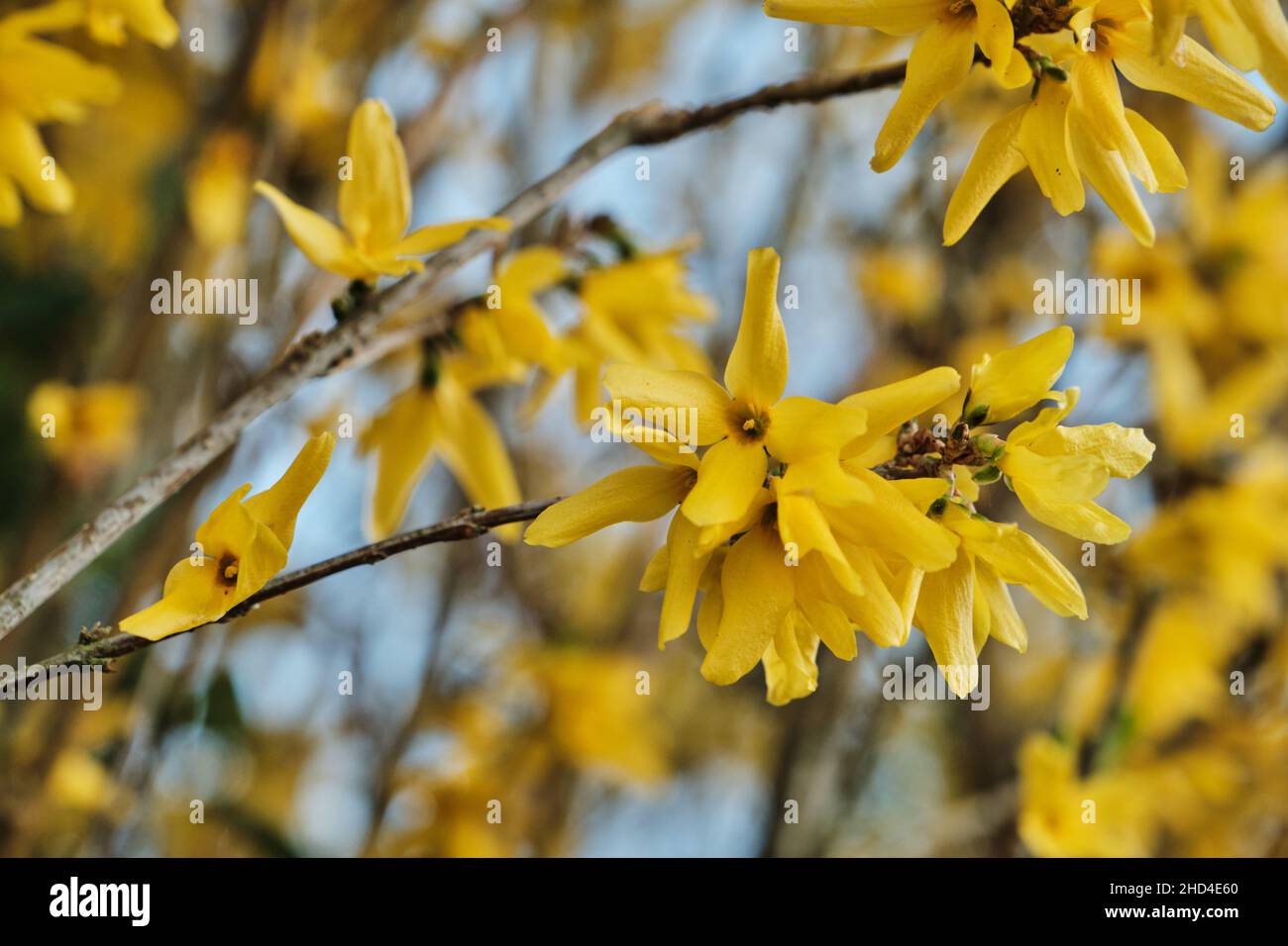 Forsythia ornamental shrub in spring hi-res stock photography and ...
