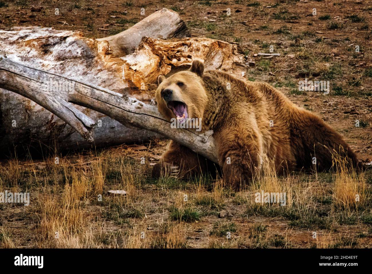 Sleepy grizzly bear gasping on a tree branch Stock Photo - Alamy