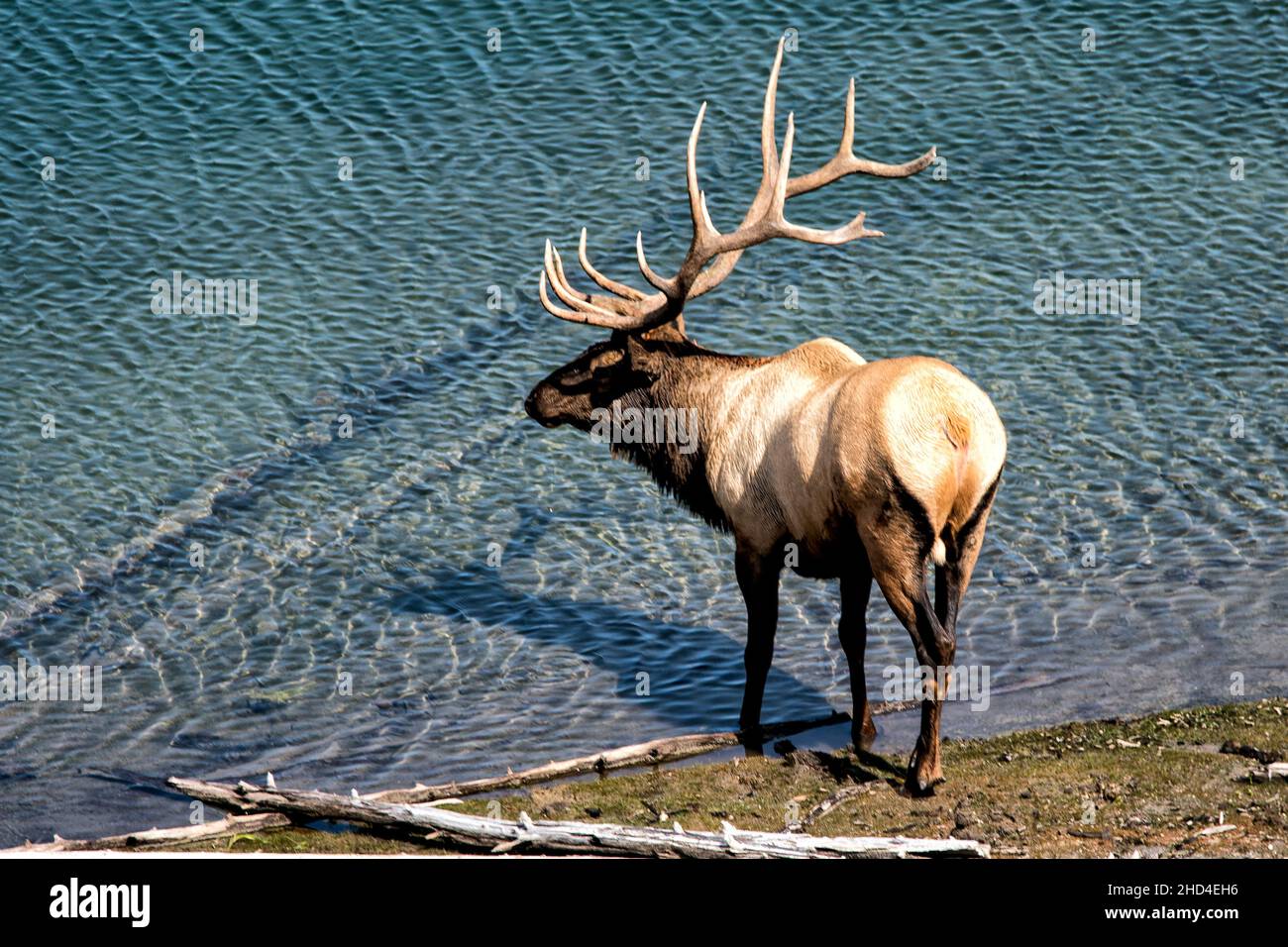 Old elk hi-res stock photography and images - Alamy