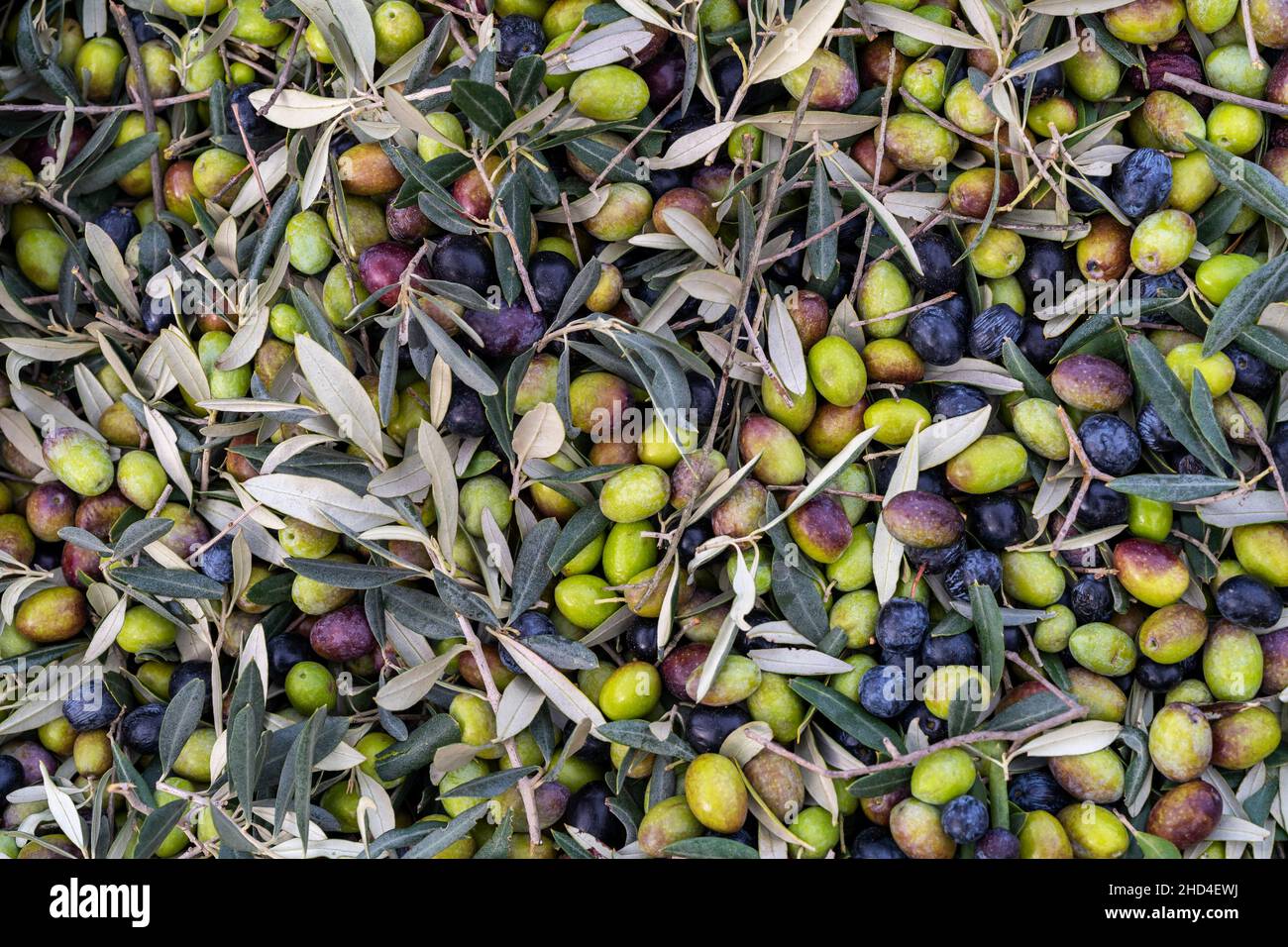 Olive harvest hi-res stock photography and images - Alamy